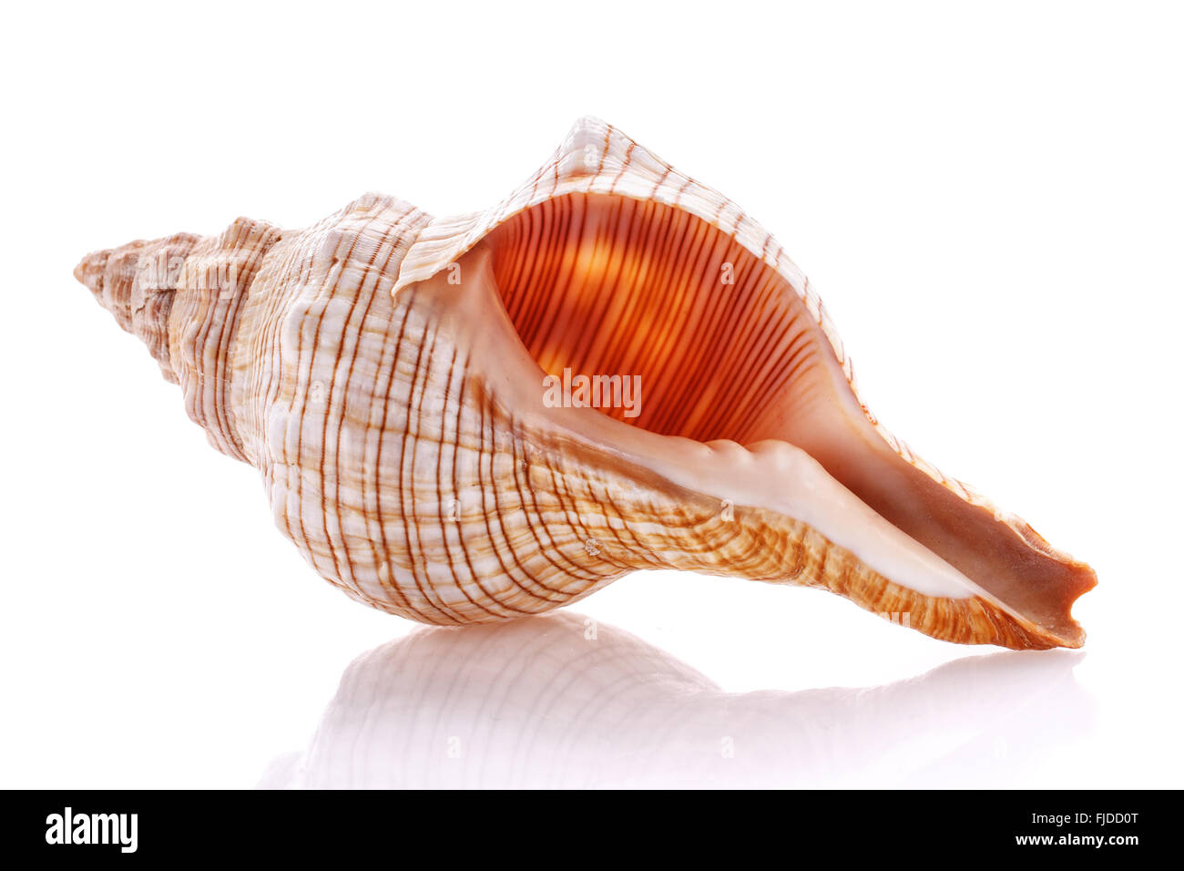 Sea shell isolated on white background Stock Photo - Alamy