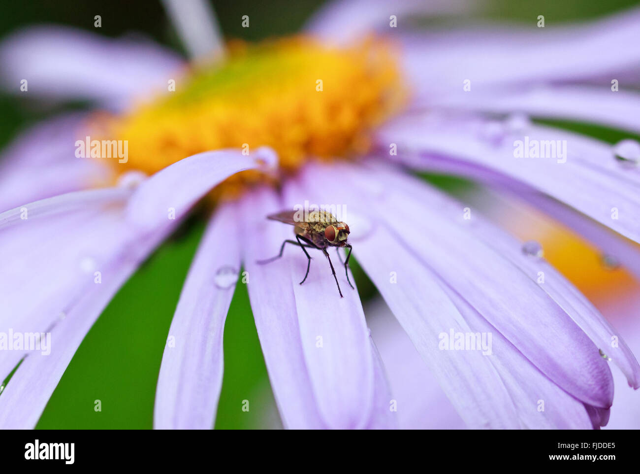 fly sits on a beautiful purple daisy Stock Photo - Alamy