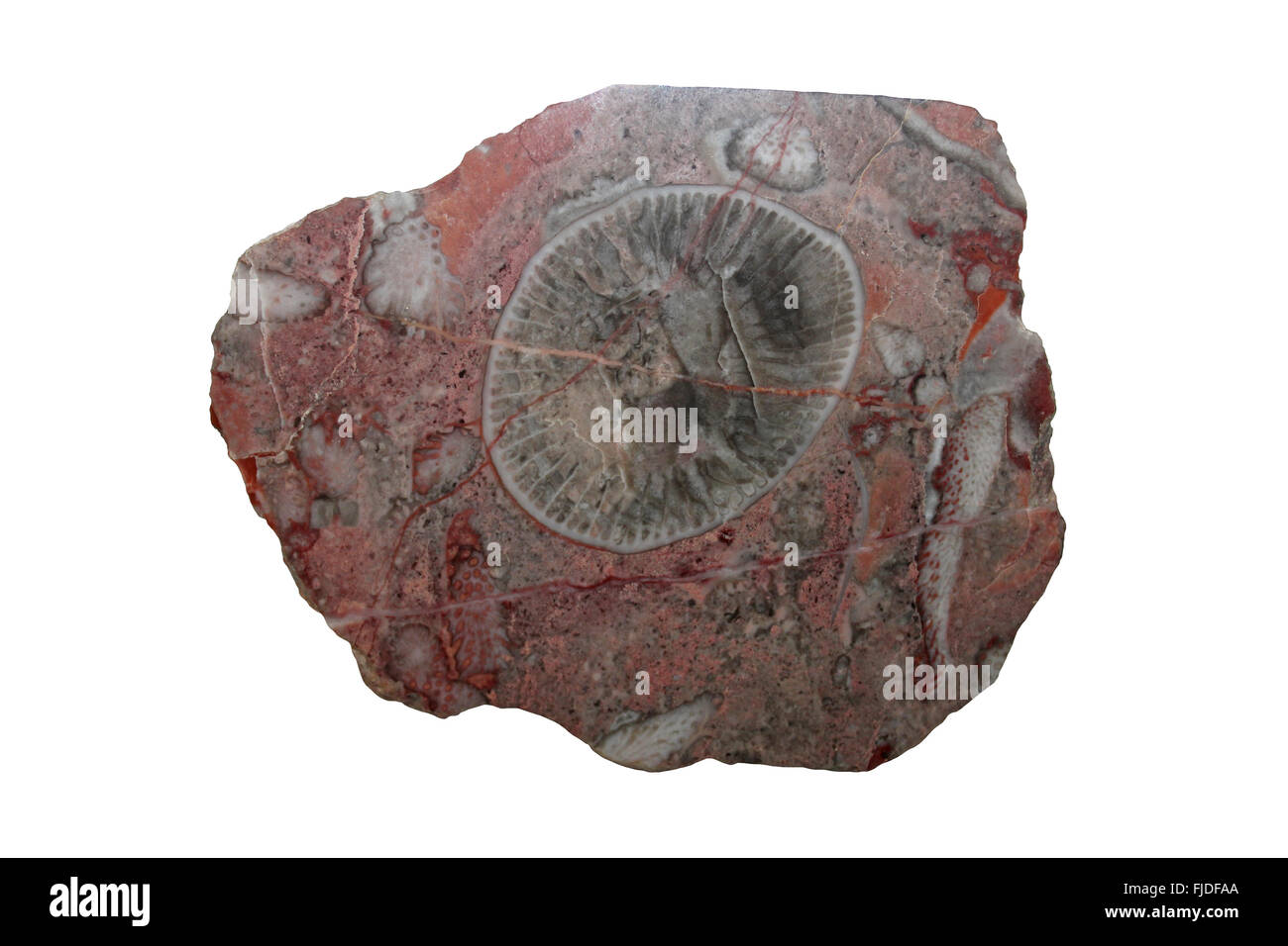 Cyathophyllum hi-res stock photography and images - Alamy