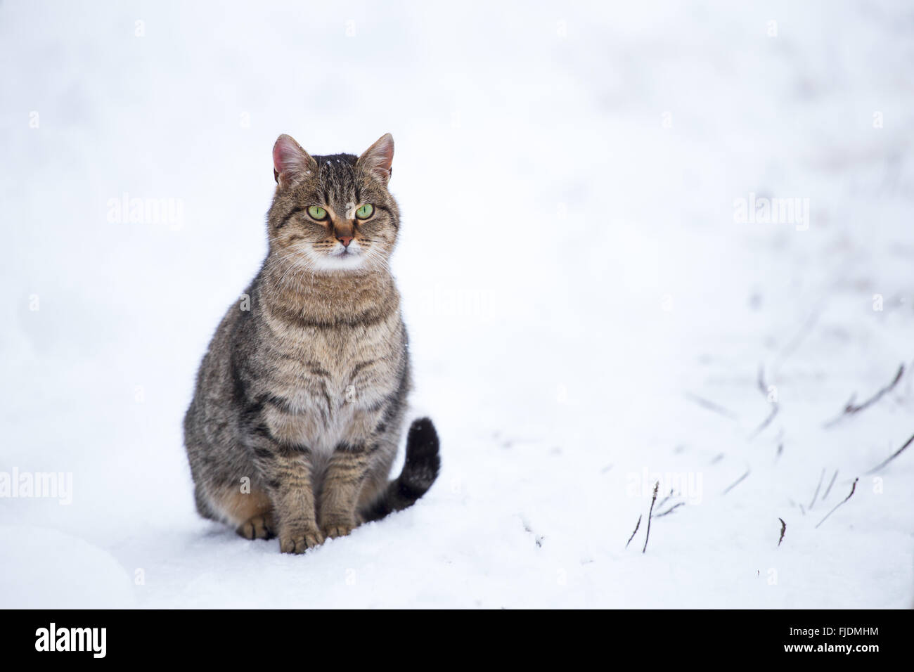 Freezing animal hi-res stock photography and images - Alamy