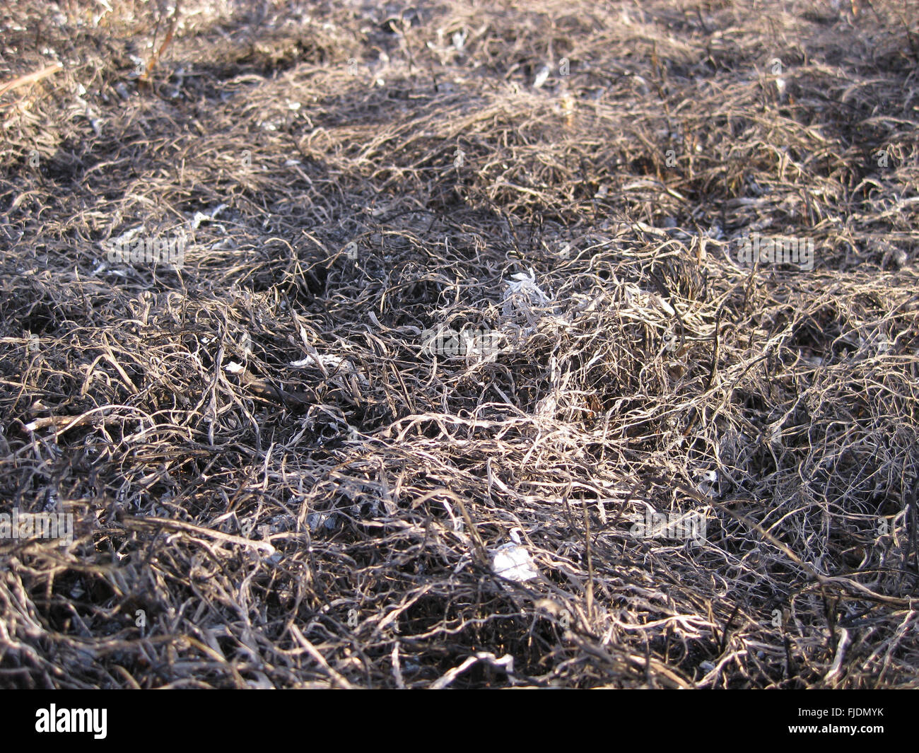Burned black yellow grass texture hi-res stock photography and images ...