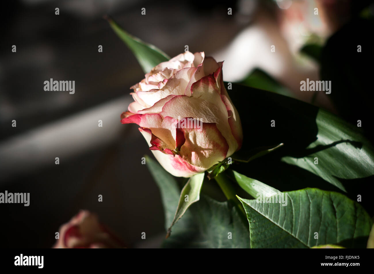 a beautiful bouquet of roses brightens your best day Stock Photo - Alamy