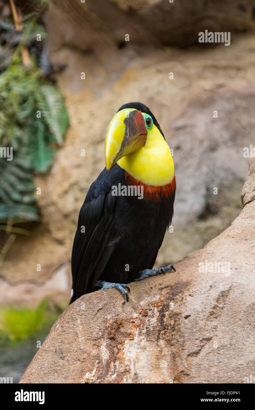 Amazon Ramphastos Toco Stock Photos & Amazon Ramphastos Toco Stock ...