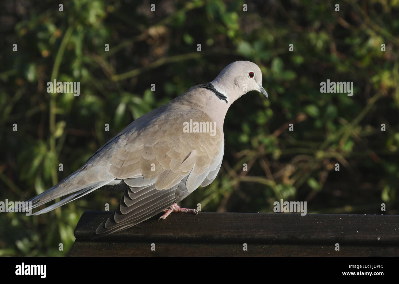 Collared Dove standing side view Stock Photo - Alamy