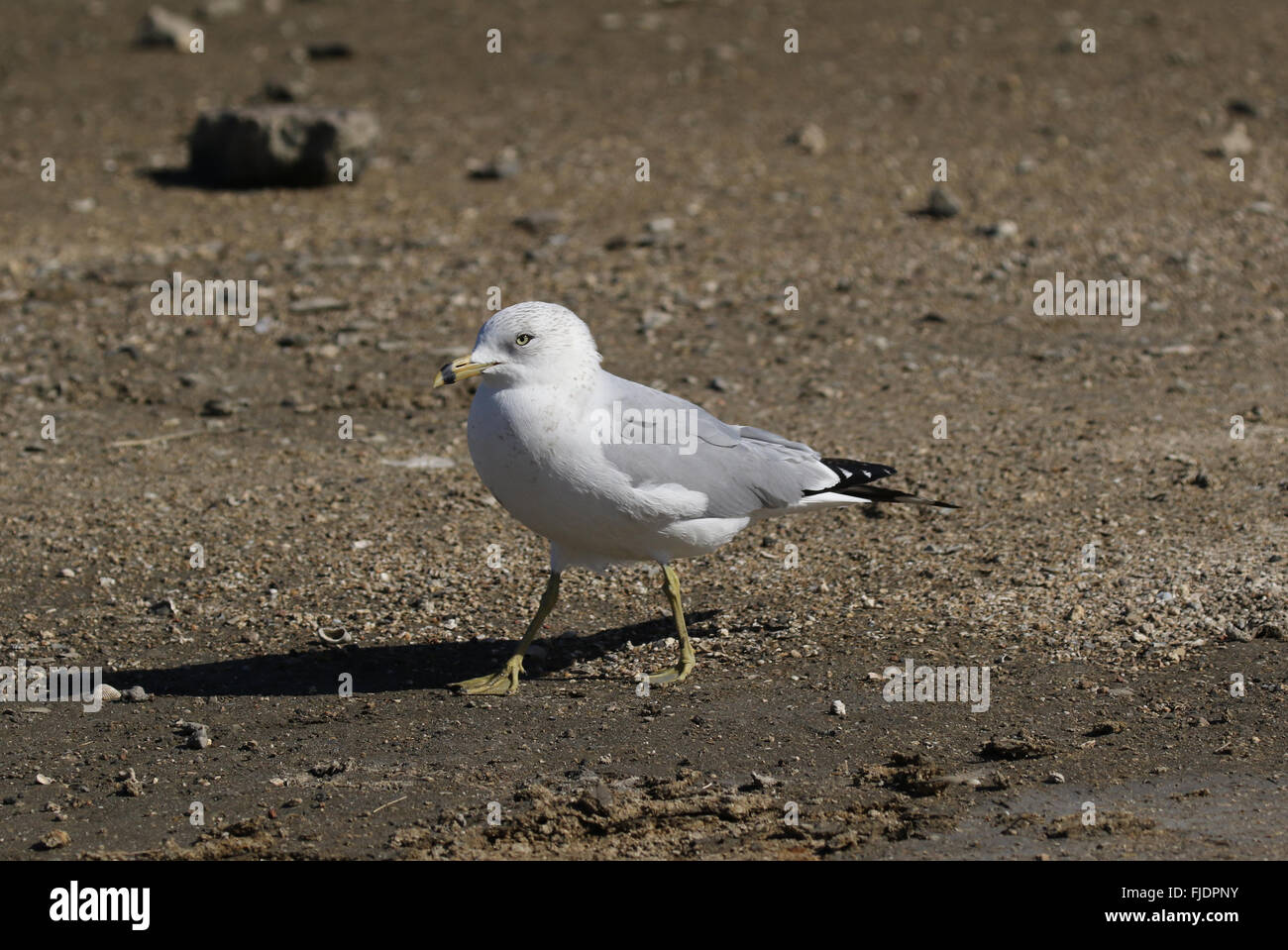 Ring-billed gull standing side view Stock Photo - Alamy