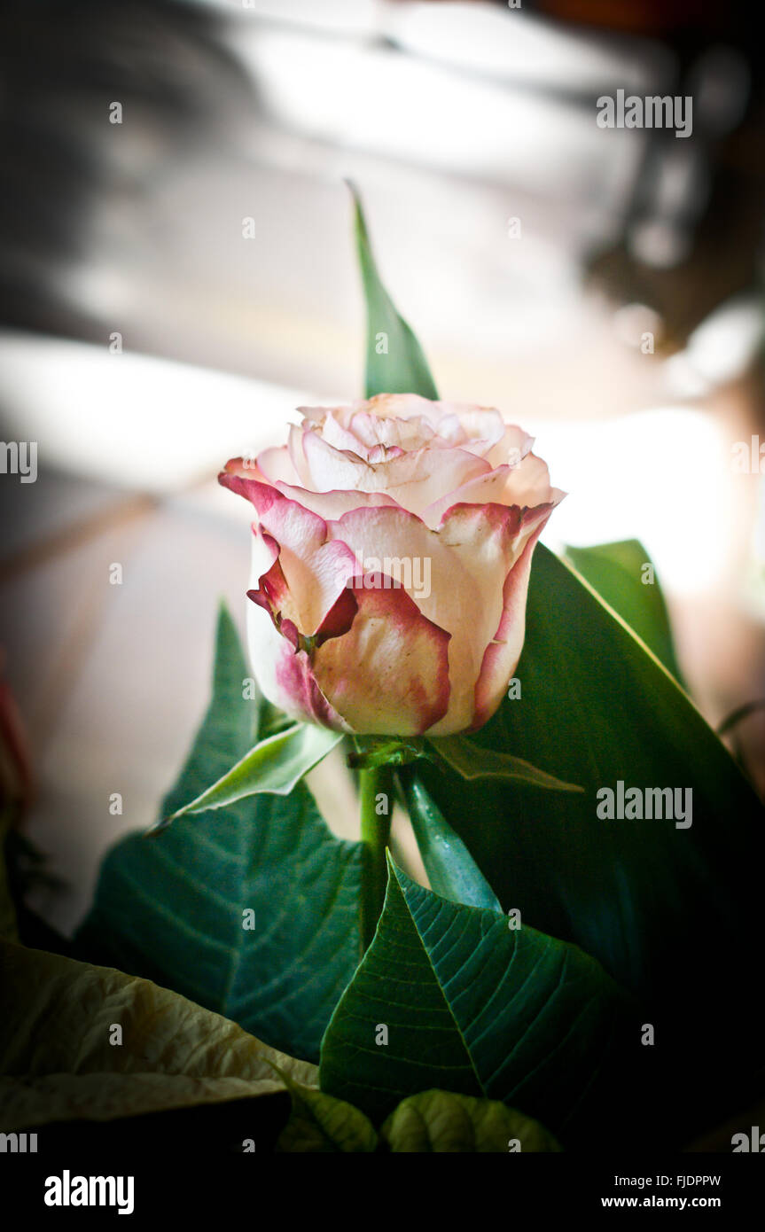 a beautiful bouquet of roses brightens your best day Stock Photo - Alamy