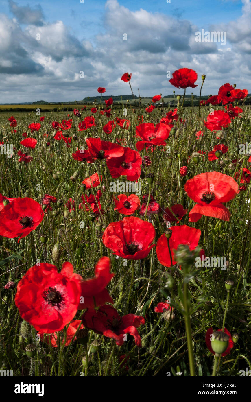 Beautiful wild red poppies hi-res stock photography and images - Alamy