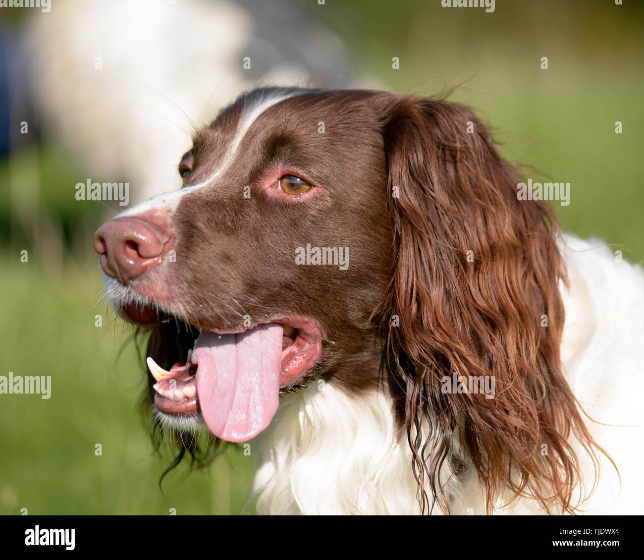 English springer spaniel dog (canis lupus familiaris) portrait with ...