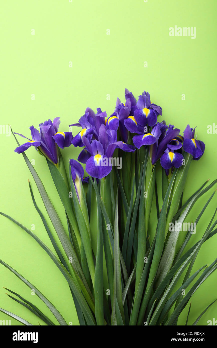 fresh iris flowers top view Stock Photo - Alamy