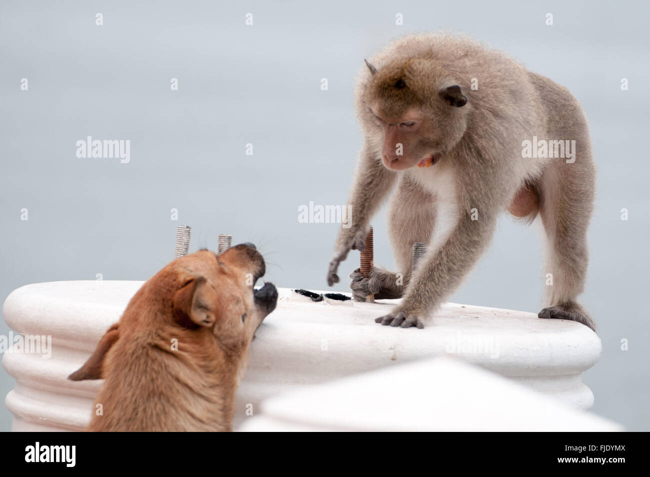 Portrait of rhesus macaque monkey Stock Photo - Alamy