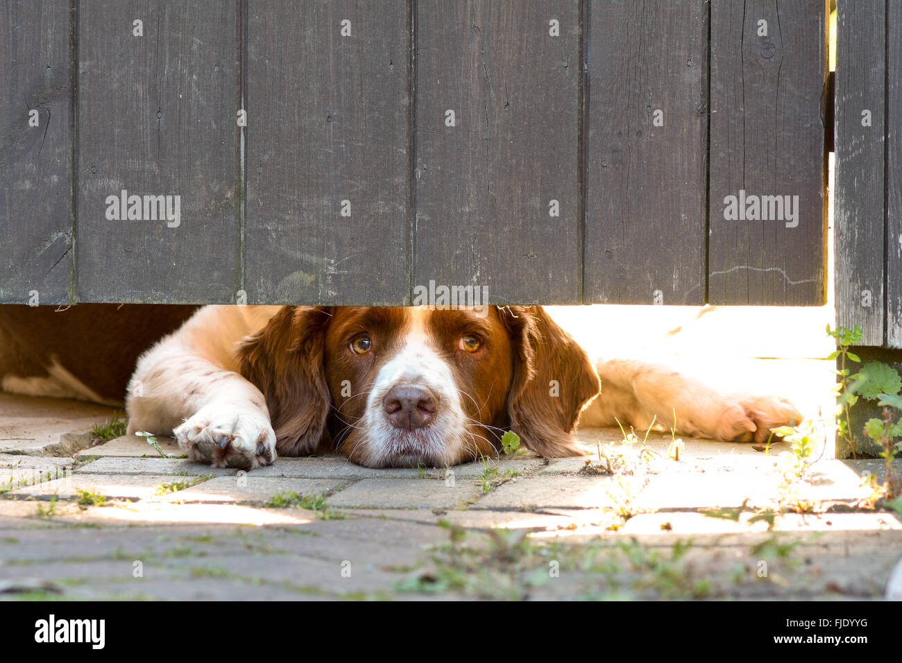 English springer spaniel dog lying down in garden being nosey looking ...