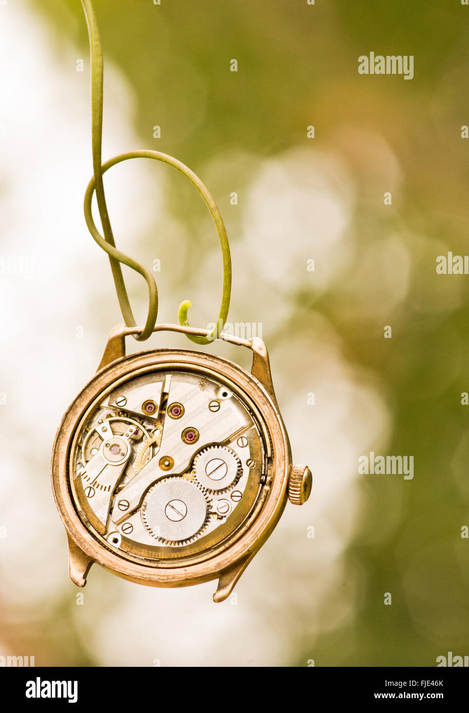 Watch with back removed to show cogs and wheels hanging from vine with ...