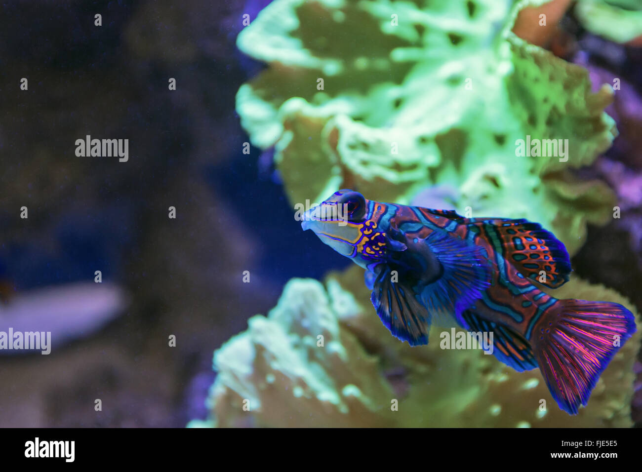 Mandarin fish hi-res stock photography and images - Alamy