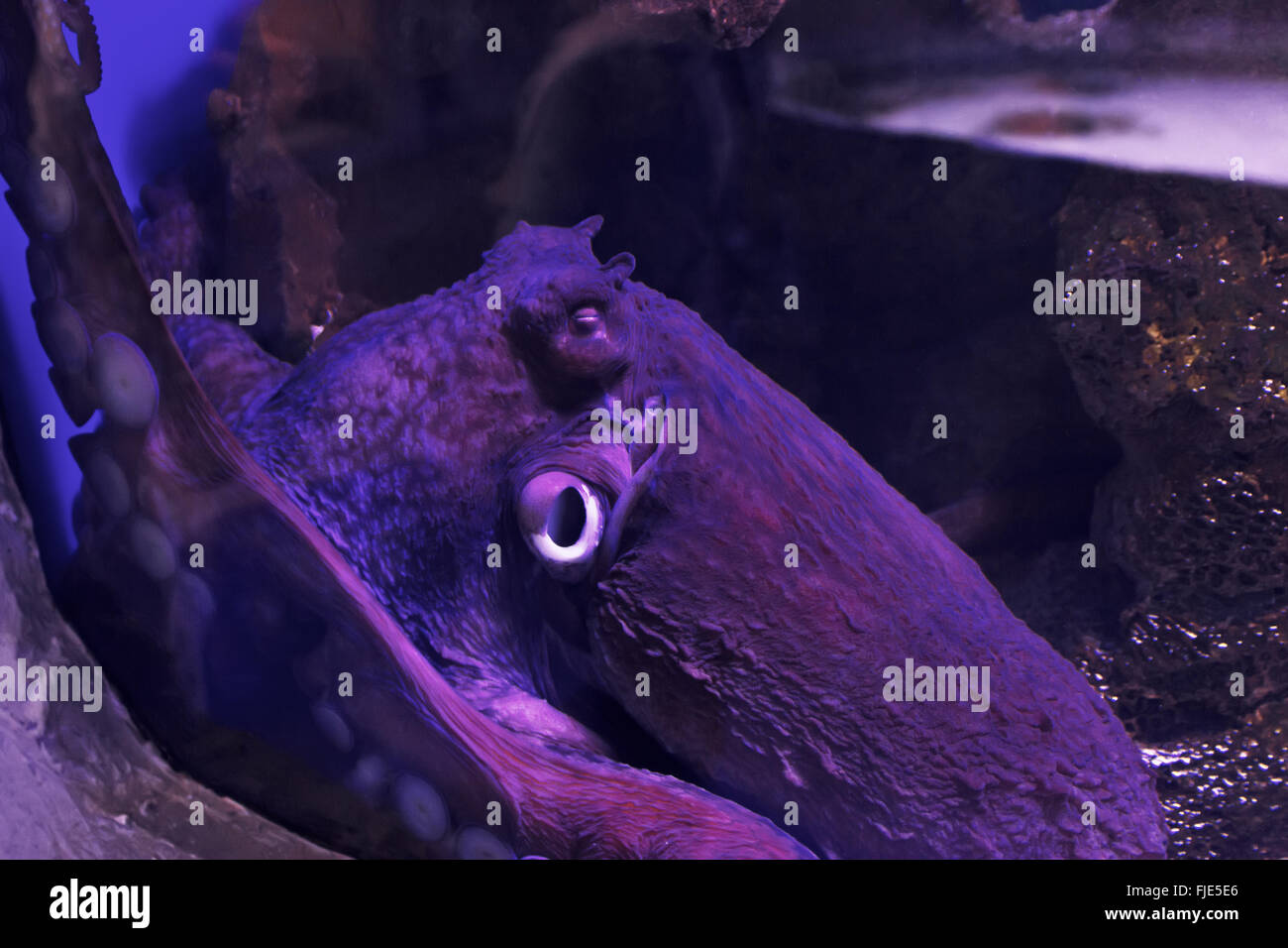 Common atlantic octopus hi-res stock photography and images - Alamy