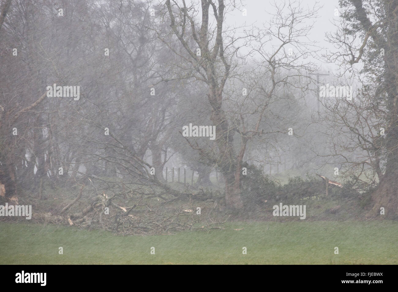 Strong gusts of wind bring down a tree, causing damage to a fence after ...
