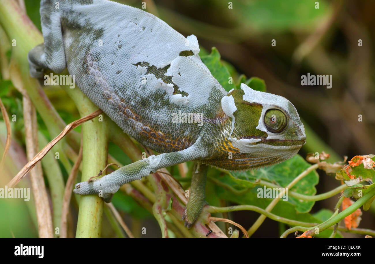 Chameleon shedding its skin Stock Photo - Alamy