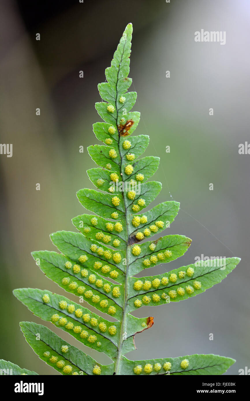 Polypody (Polypodium vulgare) showing spores on underside. Underside of ...