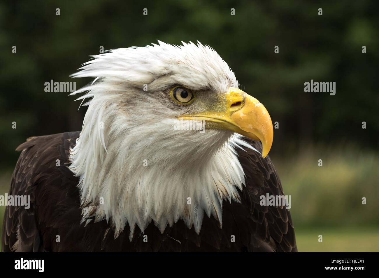 Eagle profile hi-res stock photography and images - Alamy