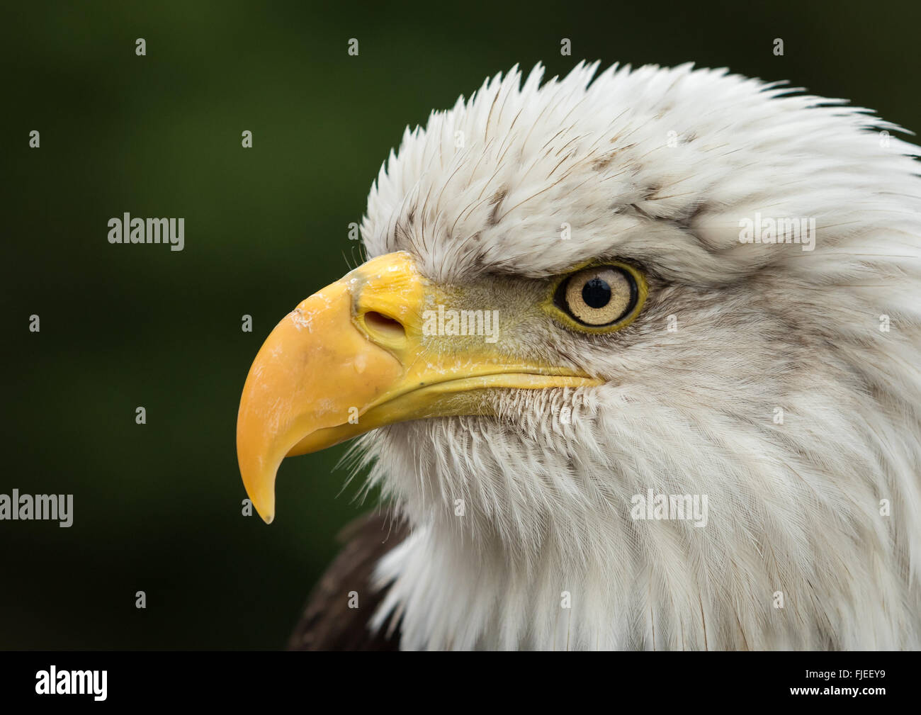 Eagle profile hi-res stock photography and images - Alamy