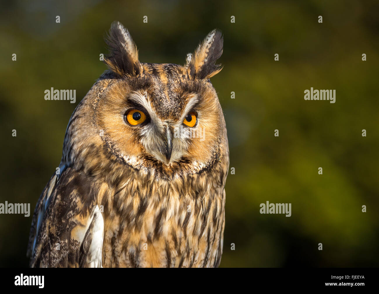 Long eared owl hi-res stock photography and images - Alamy