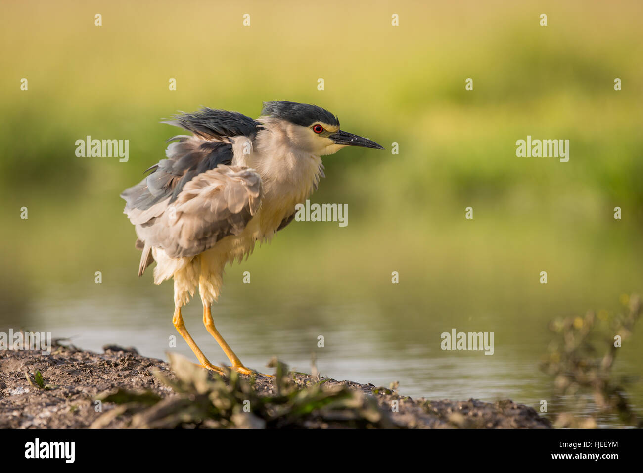 Night Heron (Nycticorax nycticorax) ruffling feathers whilst standing ...
