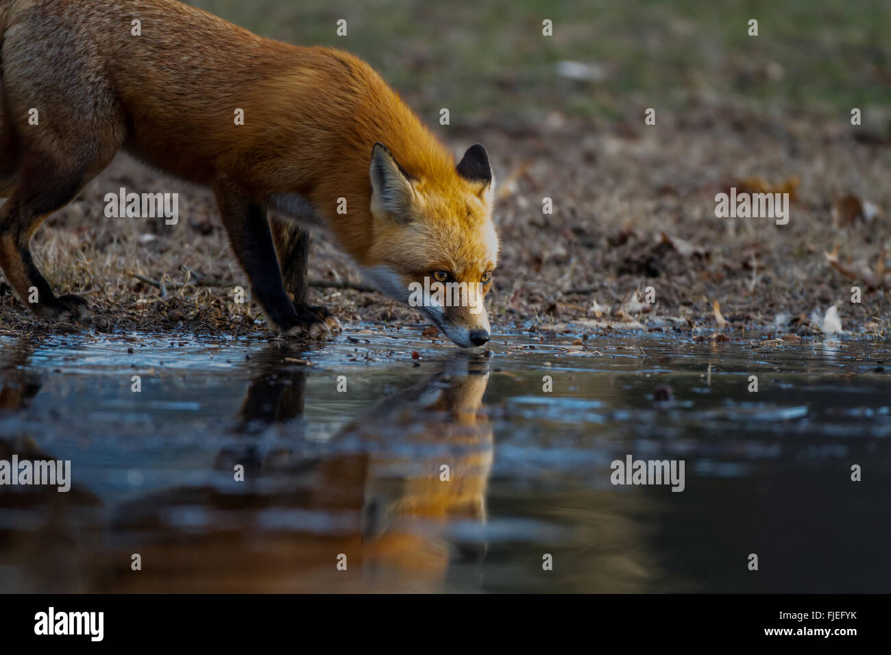 red fox drinking at sunrise Stock Photo - Alamy