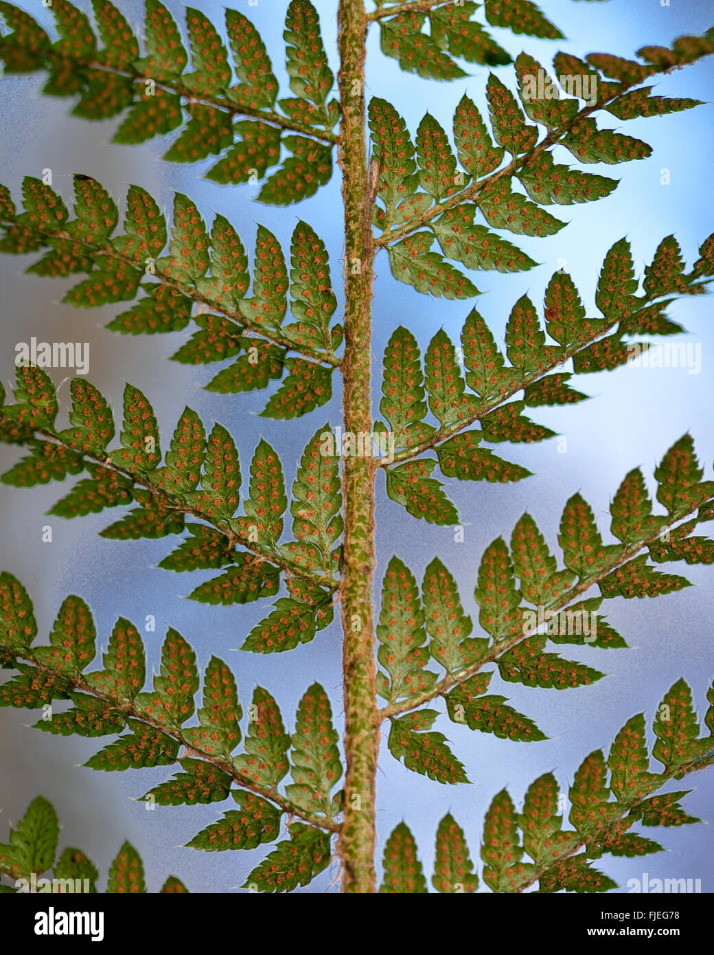 Soft shield fern (Polystichum setiferum) underside of frond ...