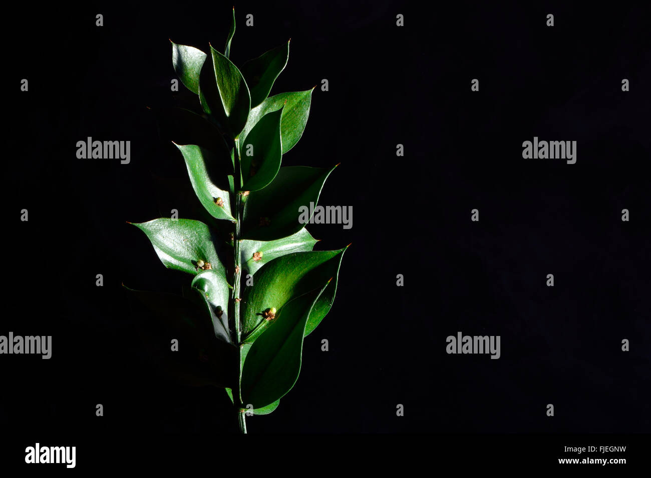 Butcher's broom (Ruscus aculeatus). A shrub in the asparagus family ...