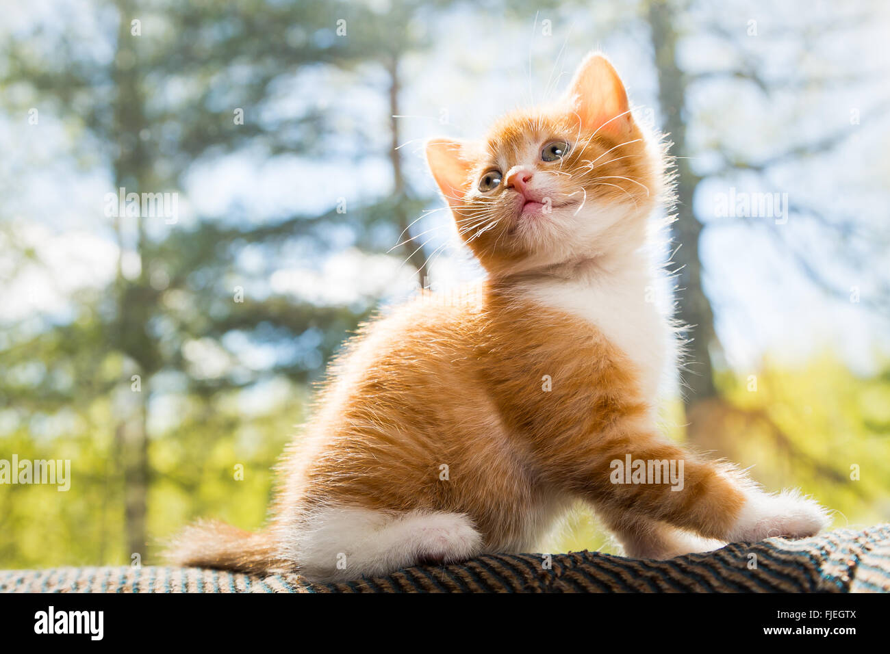 Cute little kitten sitting on the couch Stock Photo - Alamy