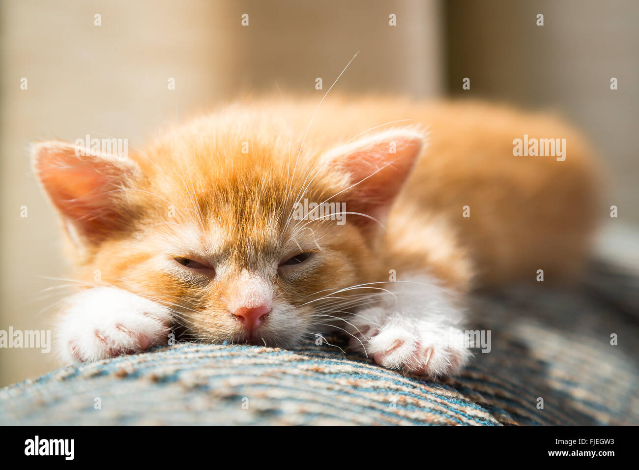 Cute kitten sleeping after playing on couch Stock Photo - Alamy
