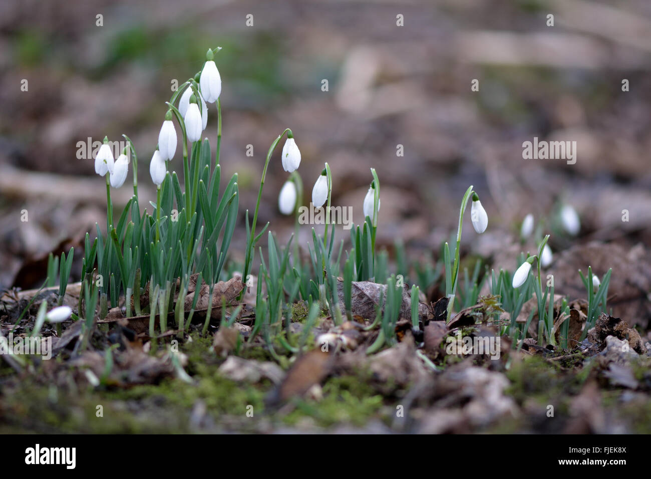 Flower British Snowdrop High Resolution Stock Photography and Images ...