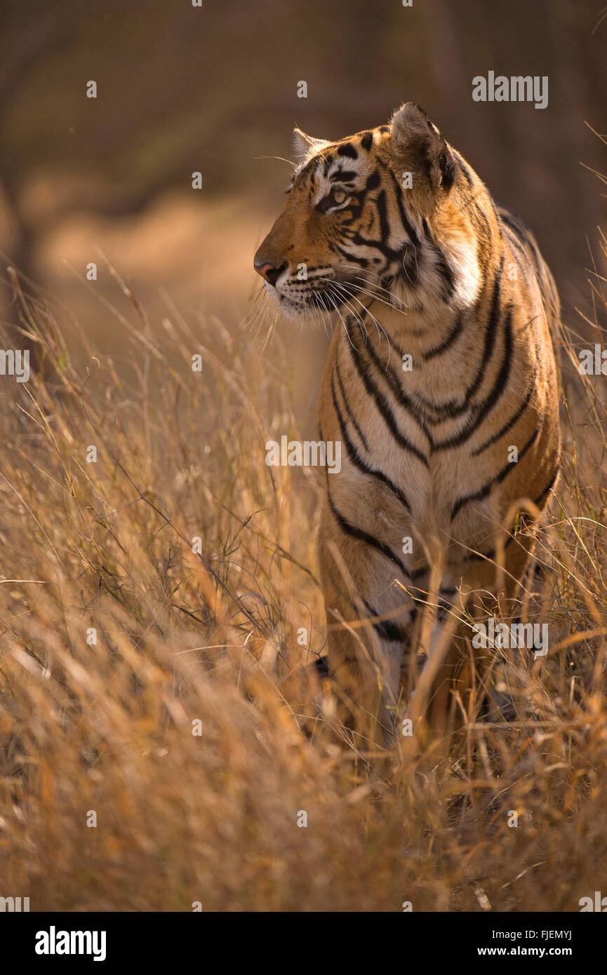 Tiger standing in grass hi-res stock photography and images - Alamy
