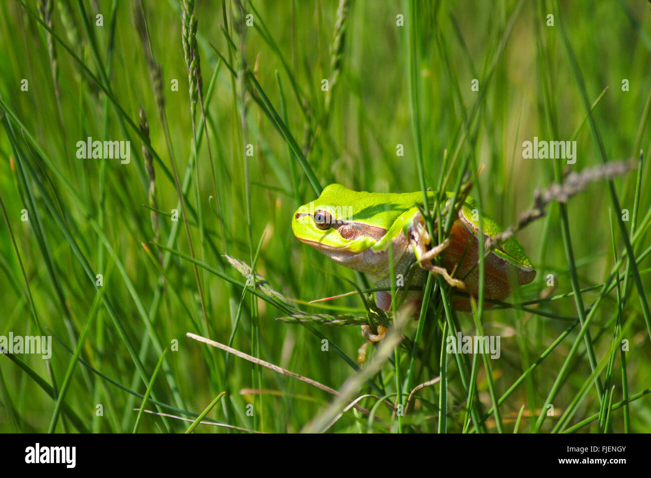 green tree frog climb on grass Stock Photo - Alamy