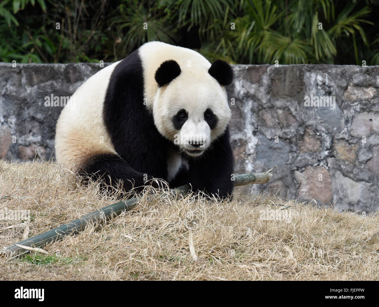 Chengdu. 2nd Mar, 2016. Giant panda Yuan Xin plays with a bamboo at the ...