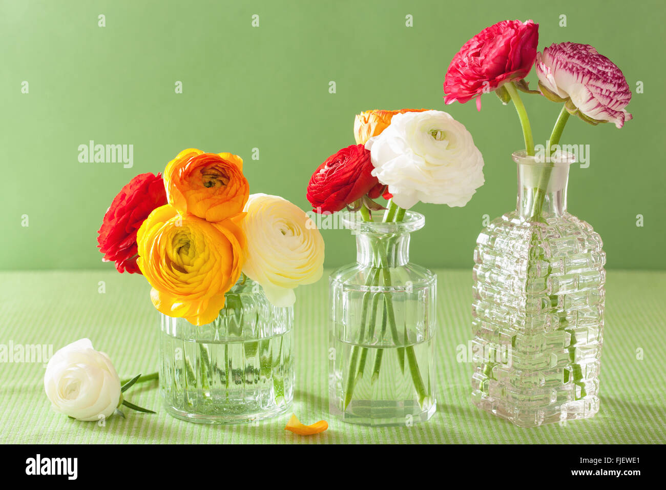 colorful ranunculus flowers in vase over green background Stock Photo ...