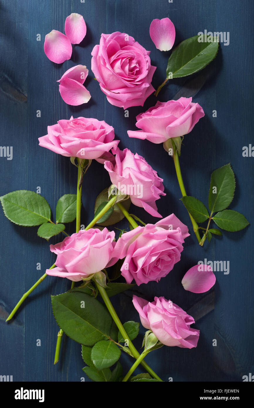 pink rose flowers over dark blue background Stock Photo - Alamy