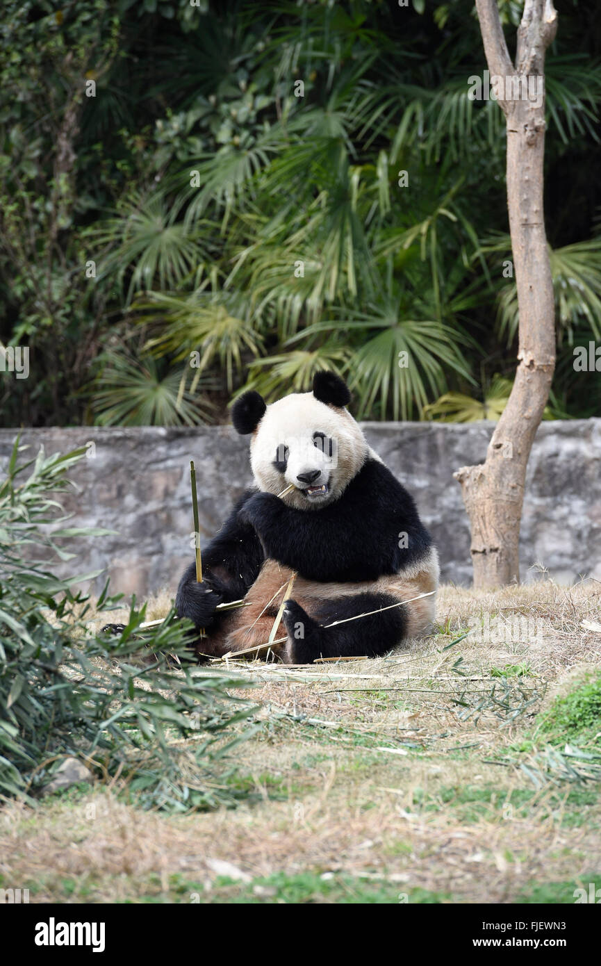 Chengdu. 2nd Mar, 2016. Giant panda Hua Ni eats bamboo at the ...