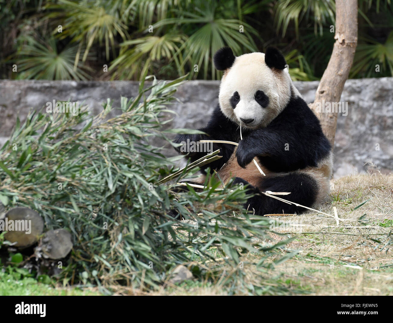 Chengdu. 2nd Mar, 2016. Giant panda Hua Ni eats bamboo at the ...