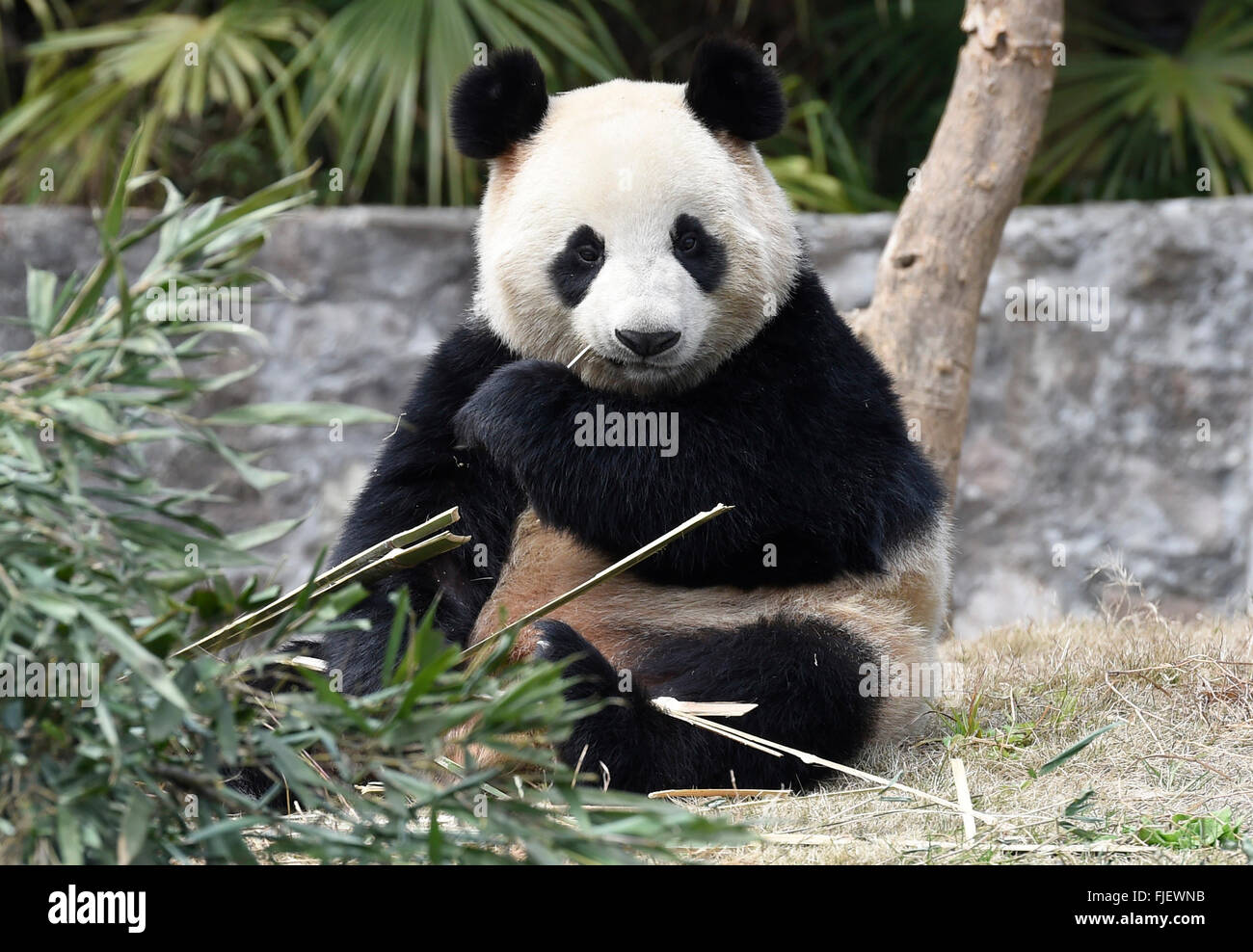 Chengdu. 2nd Mar, 2016. Giant panda Hua Ni eats bamboo at the ...