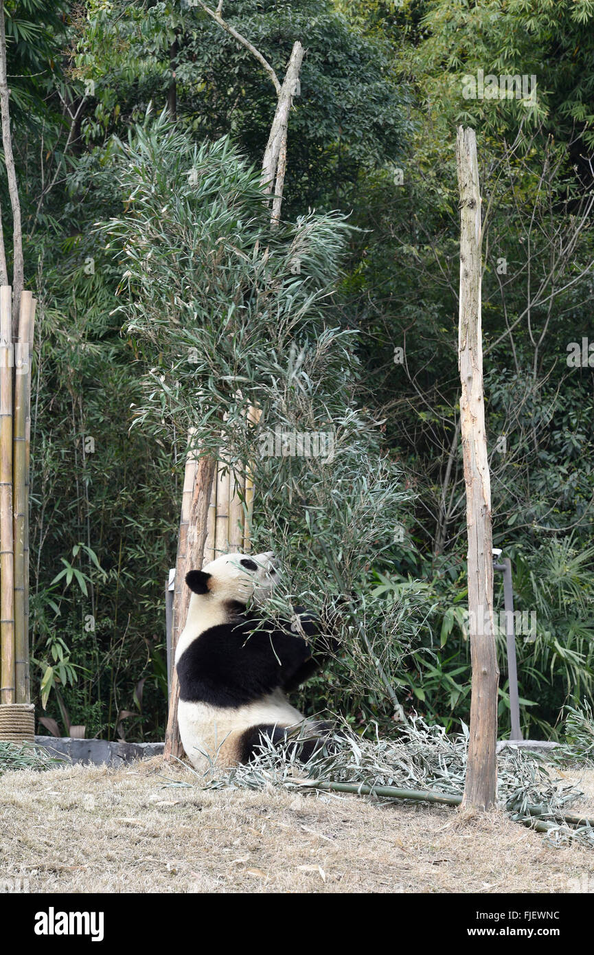 Chengdu. 2nd Mar, 2016. Giant panda Yuan Xin eats bamboo at the ...