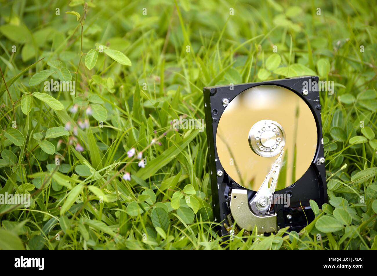Hard Disc on grass Stock Photo - Alamy