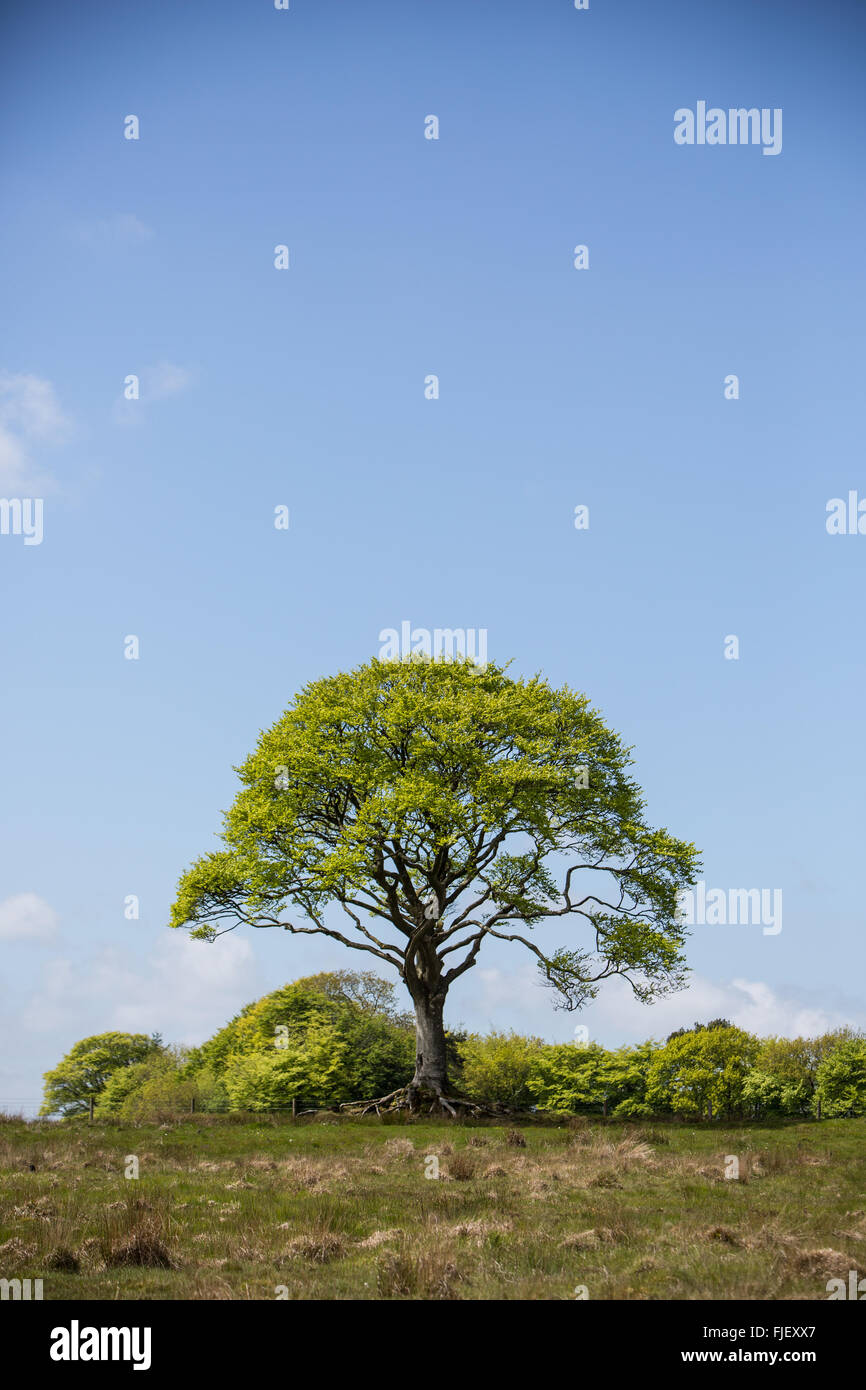 Perfectly shaped tree Stock Photo - Alamy
