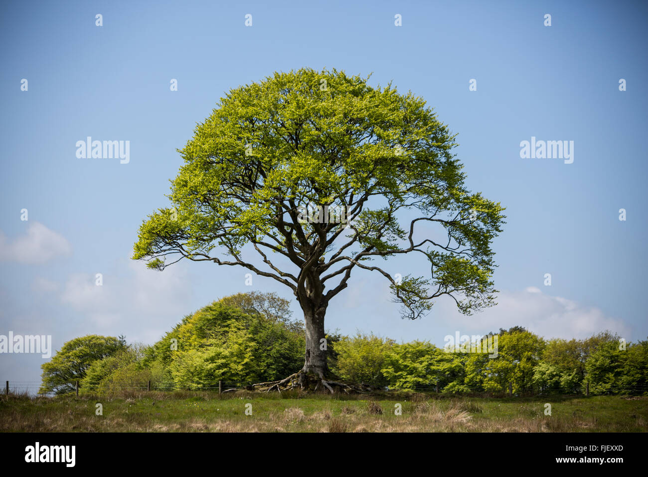 Perfect shape shaped hi-res stock photography and images - Alamy
