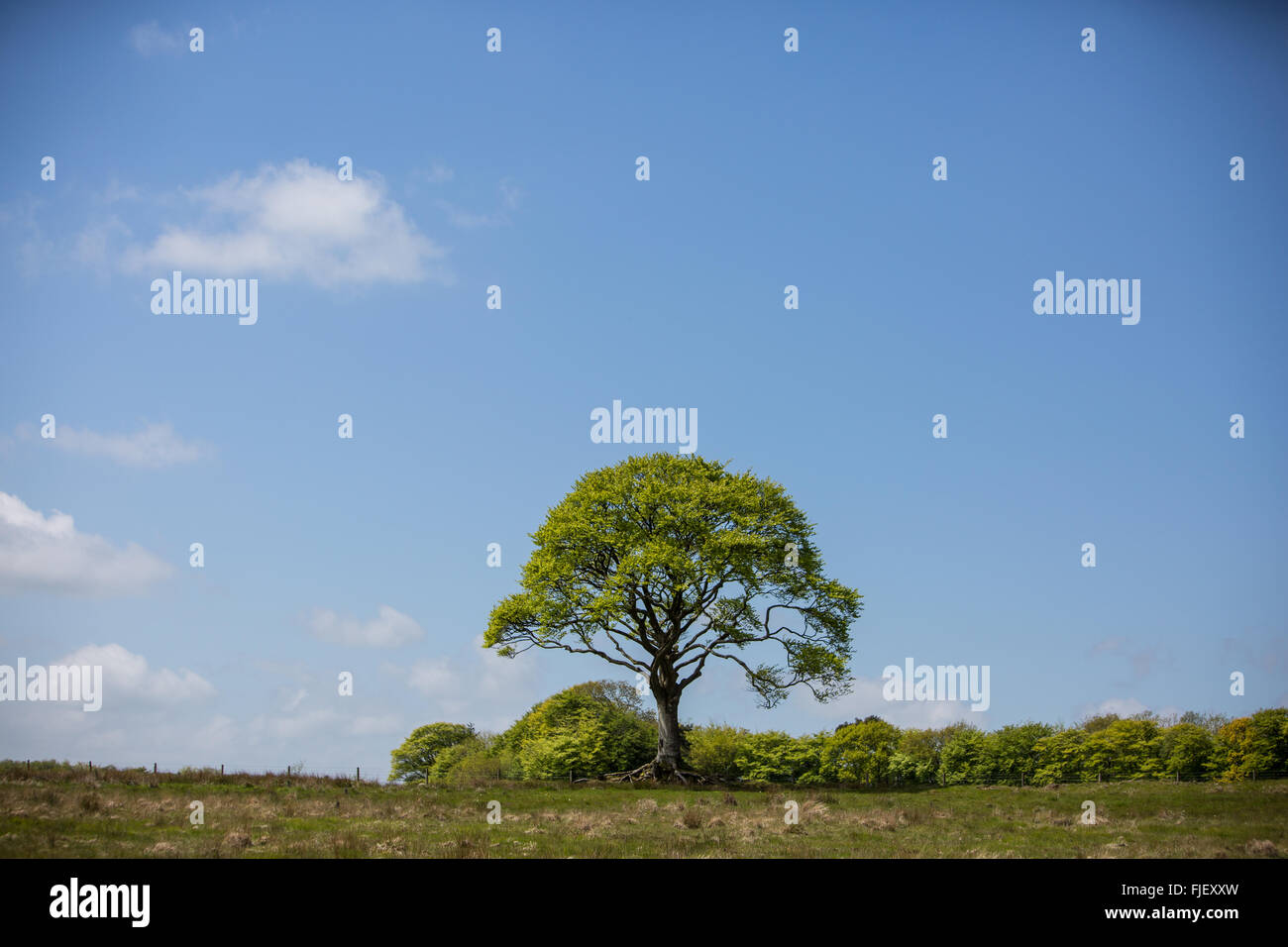 Perfectly shaped tree Stock Photo - Alamy
