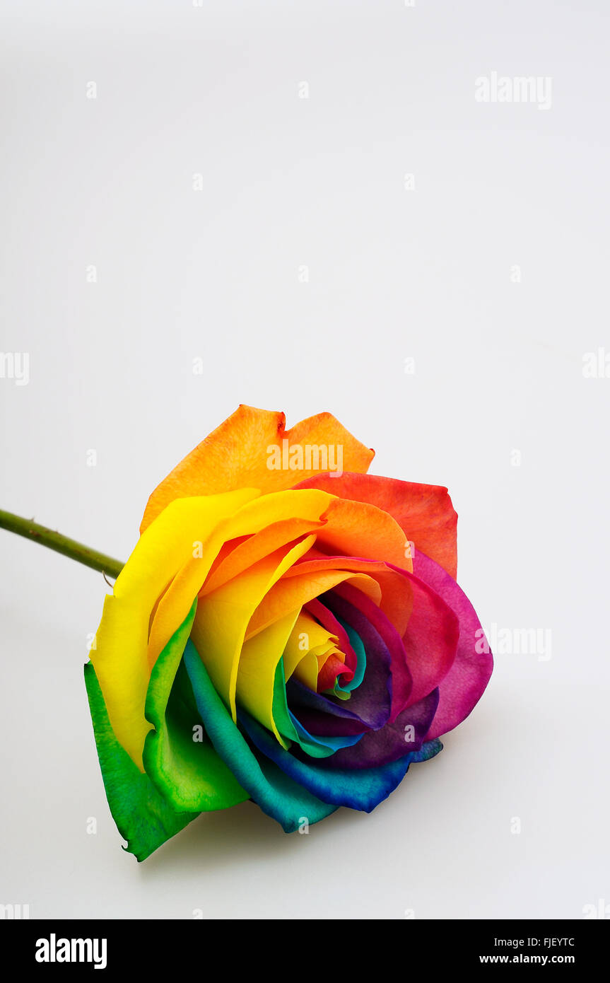 Macro of rainbow rose heart flower and multi colored petals Stock Photo ...