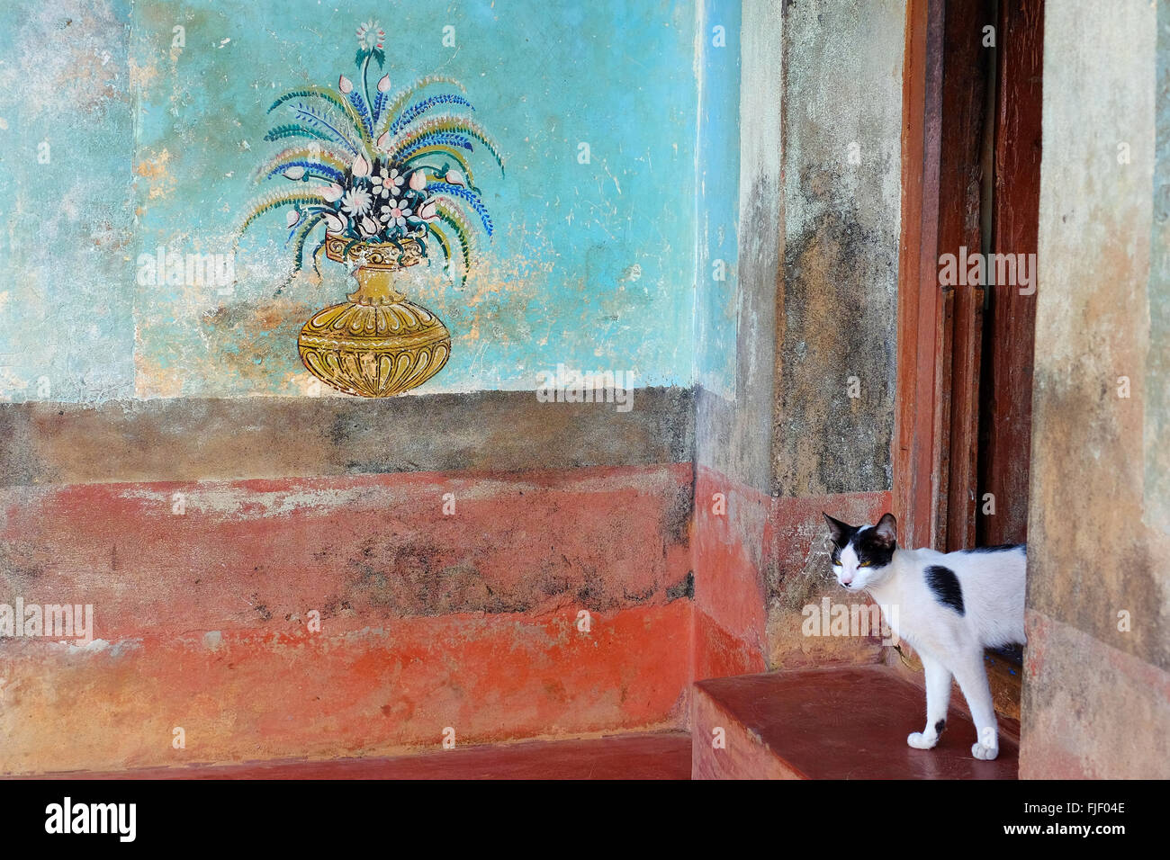 Cat in doorway of an old building in Gokarna India wit a faded mural on ...