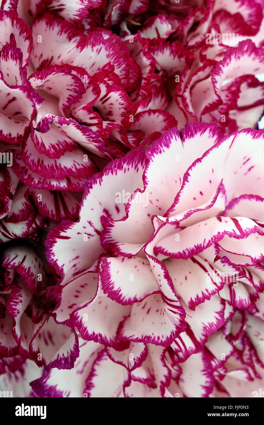 Frilly flower petals hi-res stock photography and images - Alamy