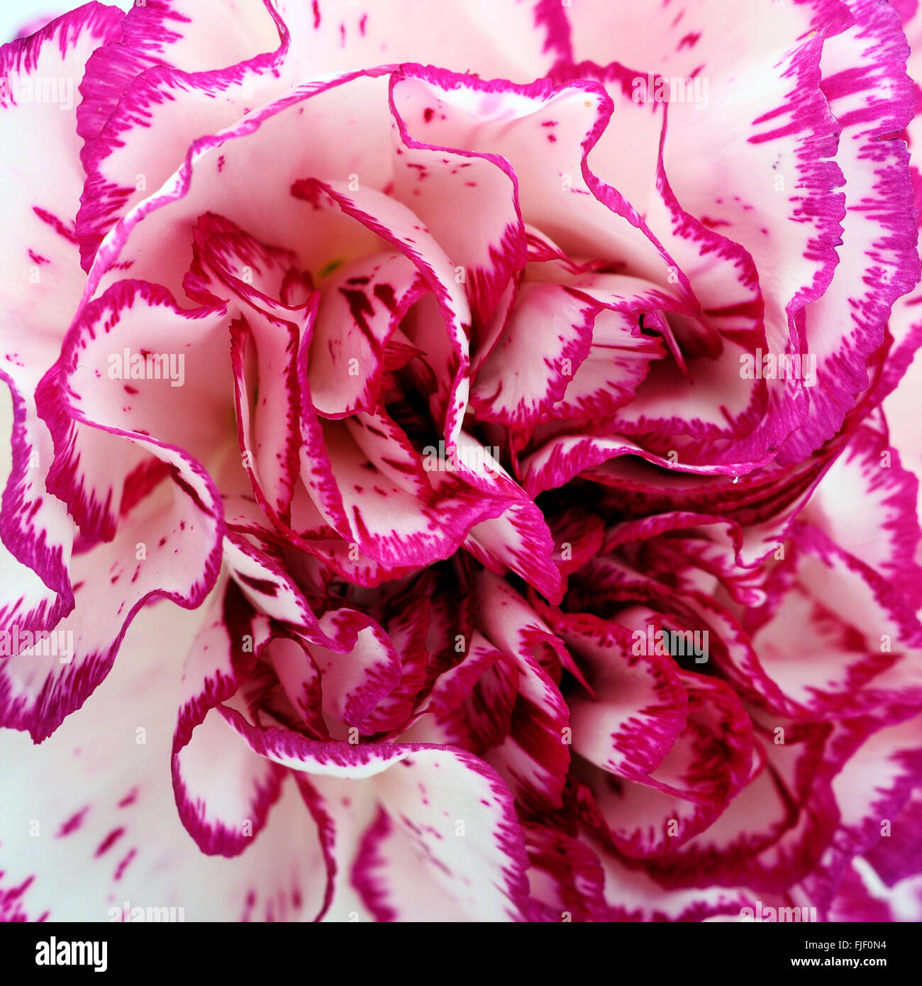 Frilly flower petals hi-res stock photography and images - Alamy