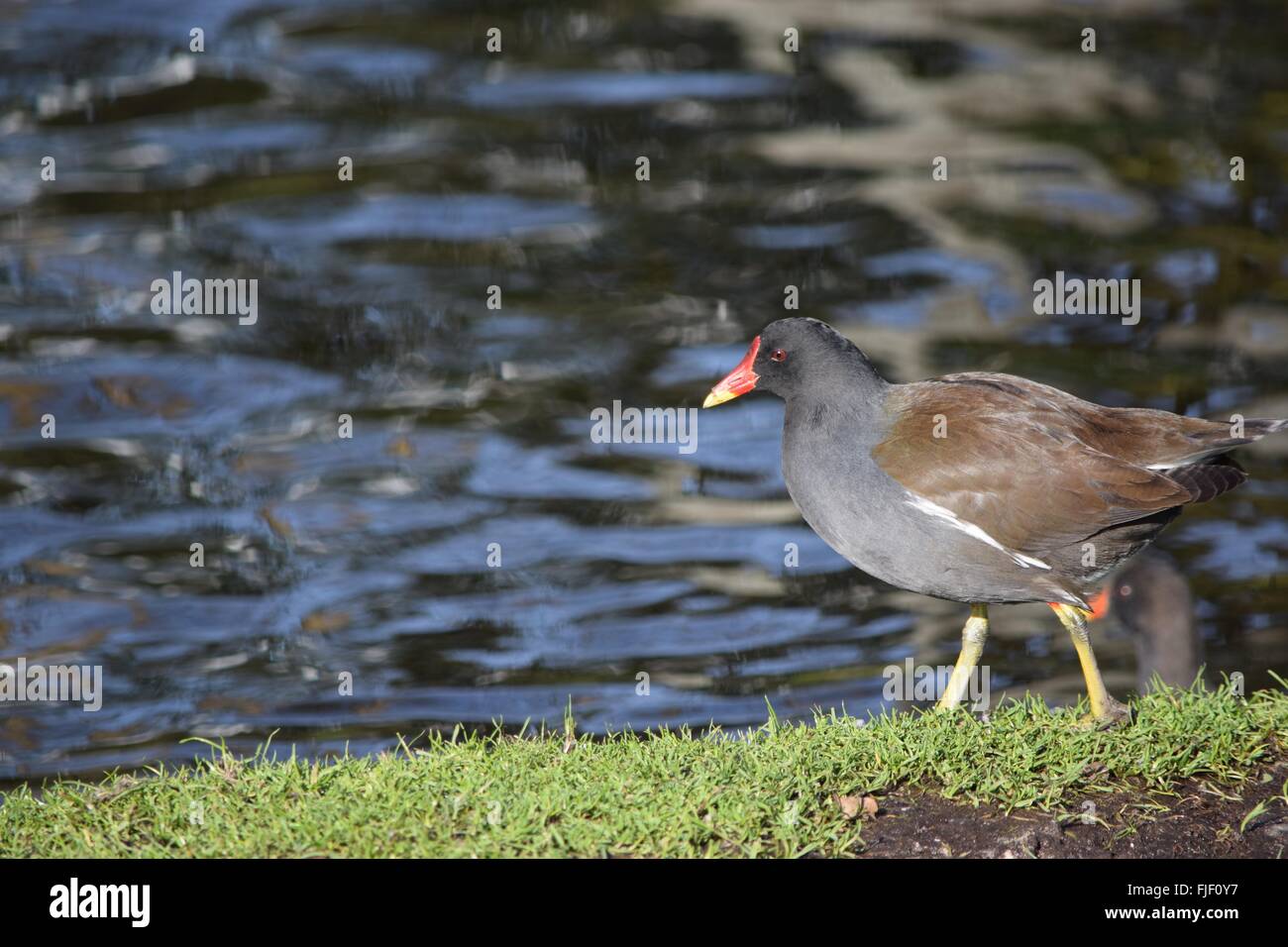 Moorhen canal hi-res stock photography and images - Alamy
