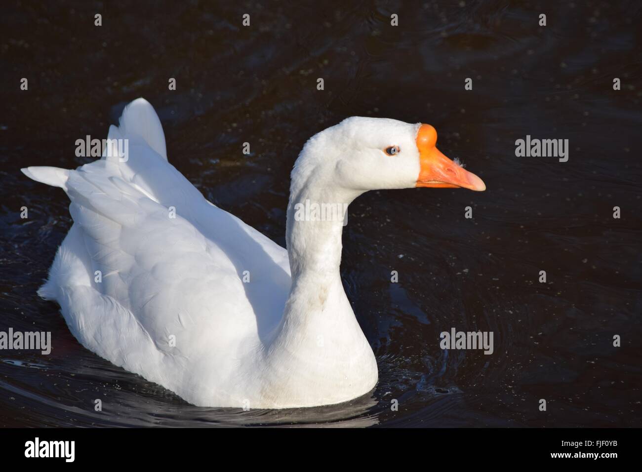 Chinese geese hi-res stock photography and images - Alamy